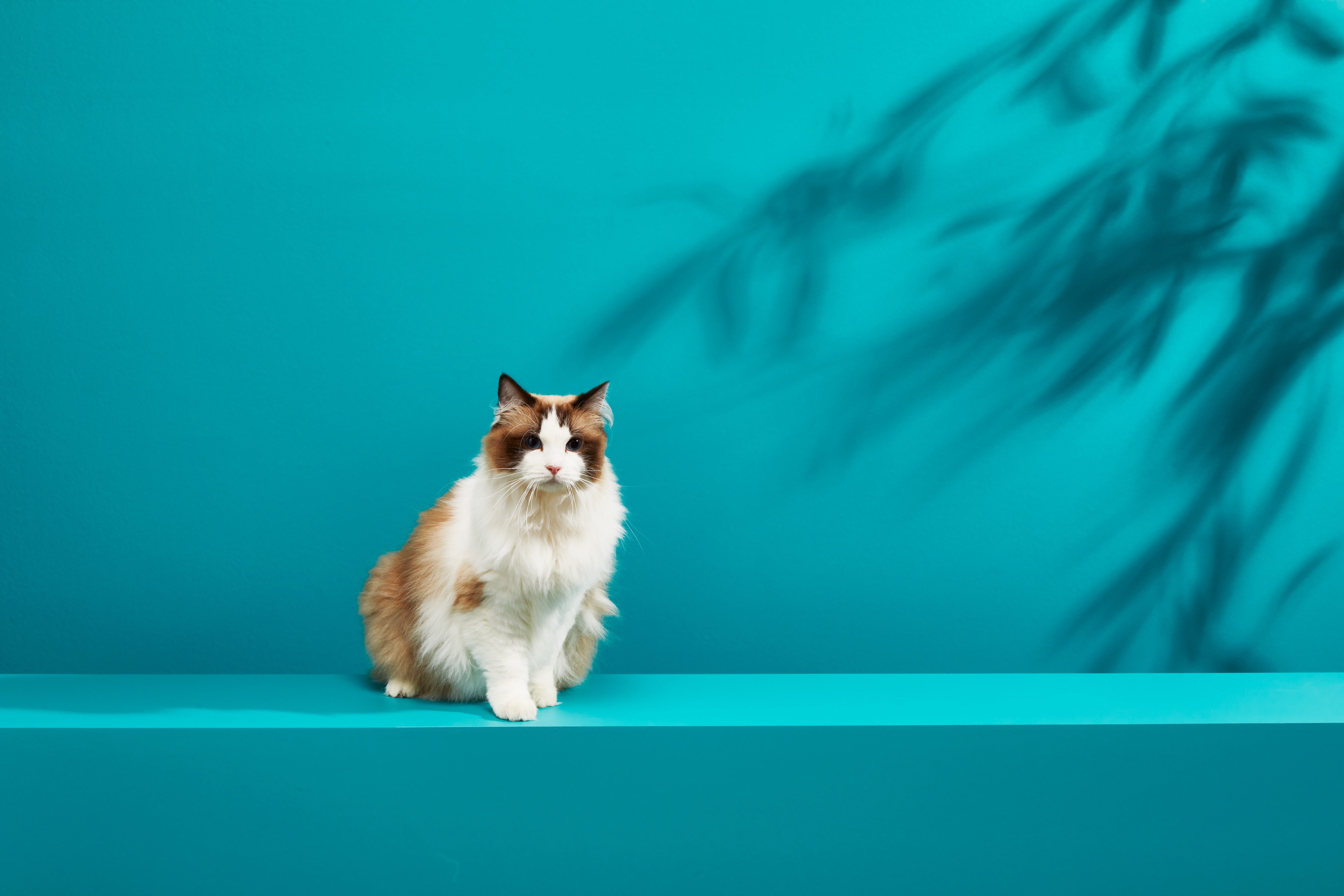 Cat | Pure Animal Wellbeing (PAW)