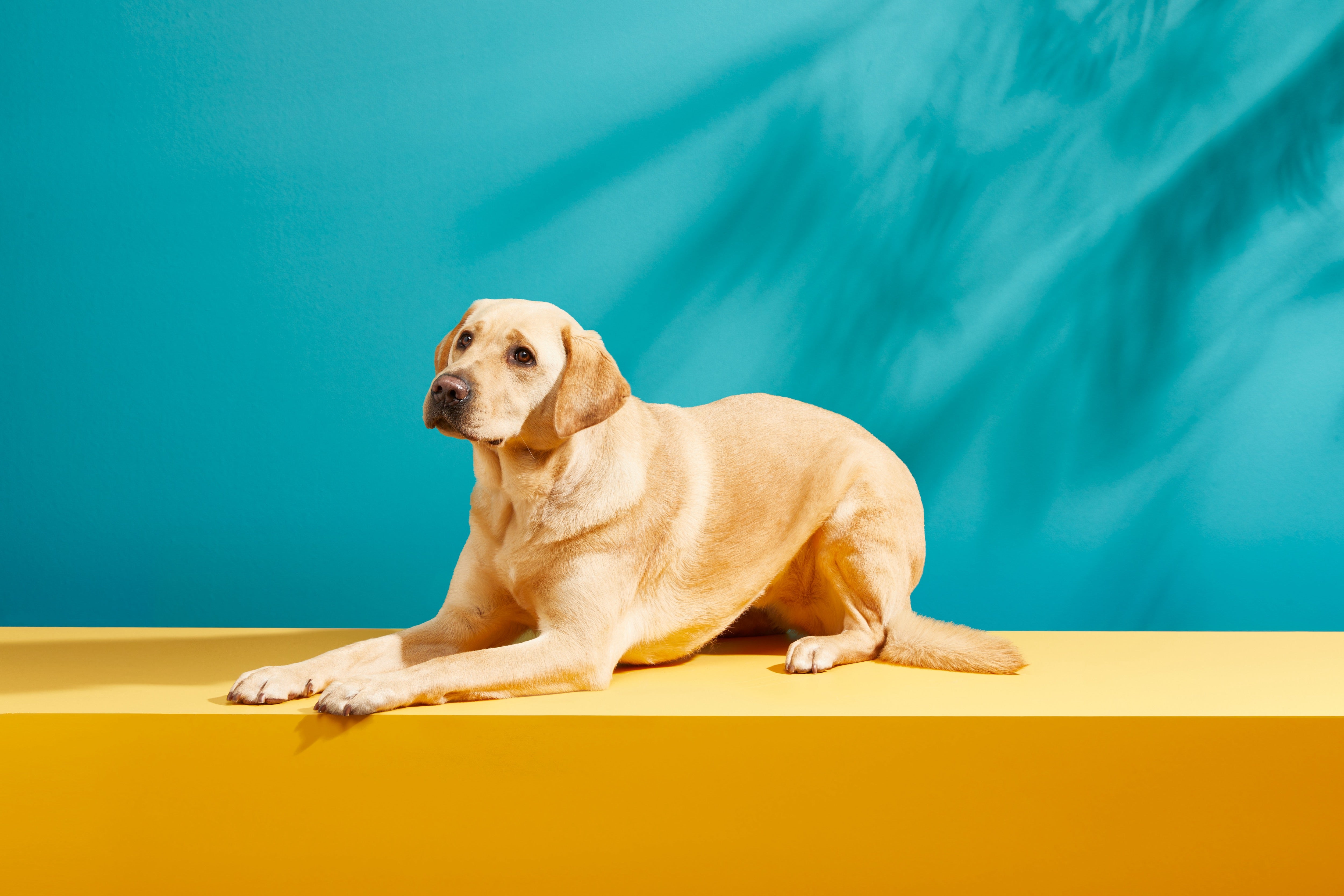 Shop All | Pure Animal Wellbeing (PAW)