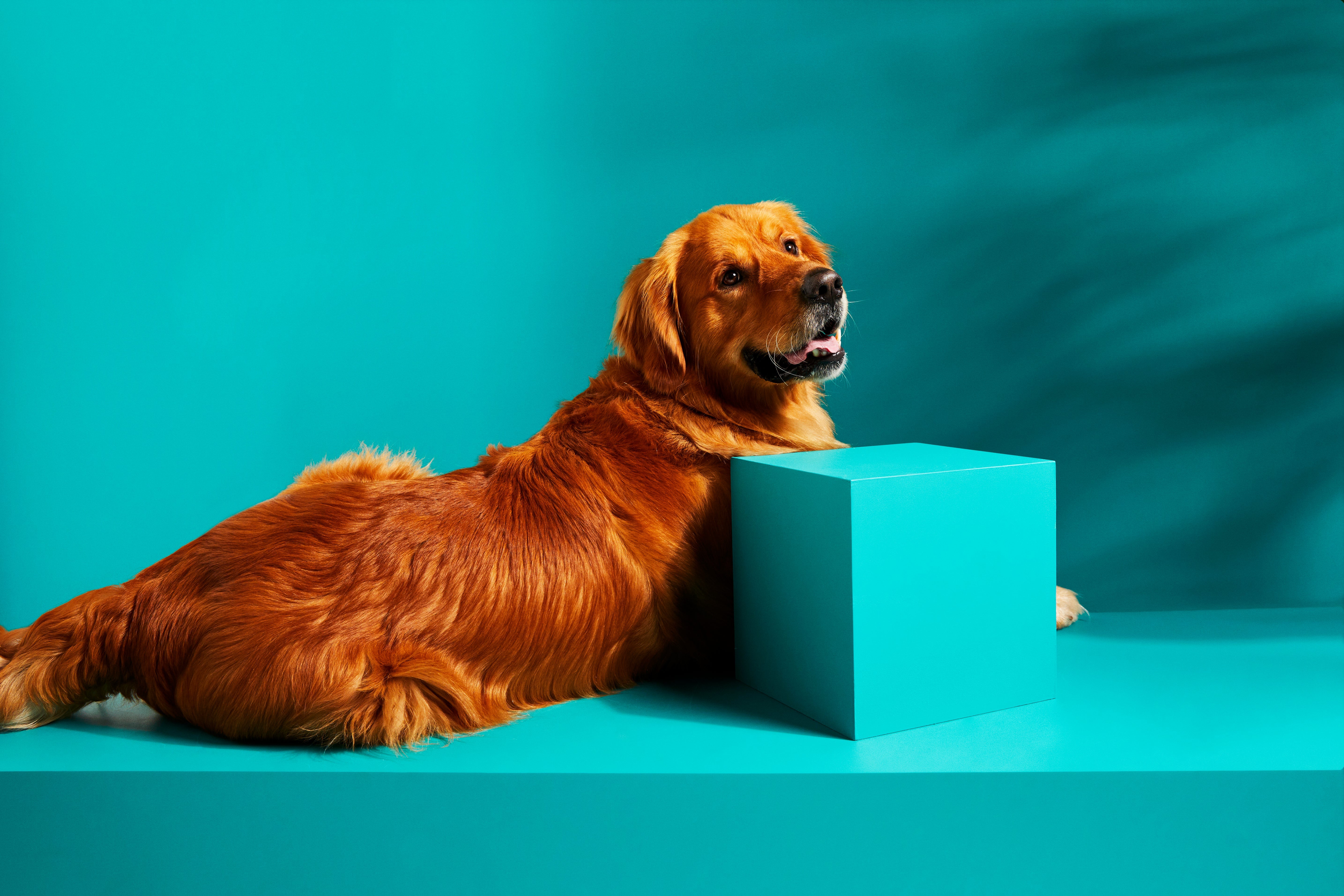 Dog | Pure Animal Wellbeing (PAW)