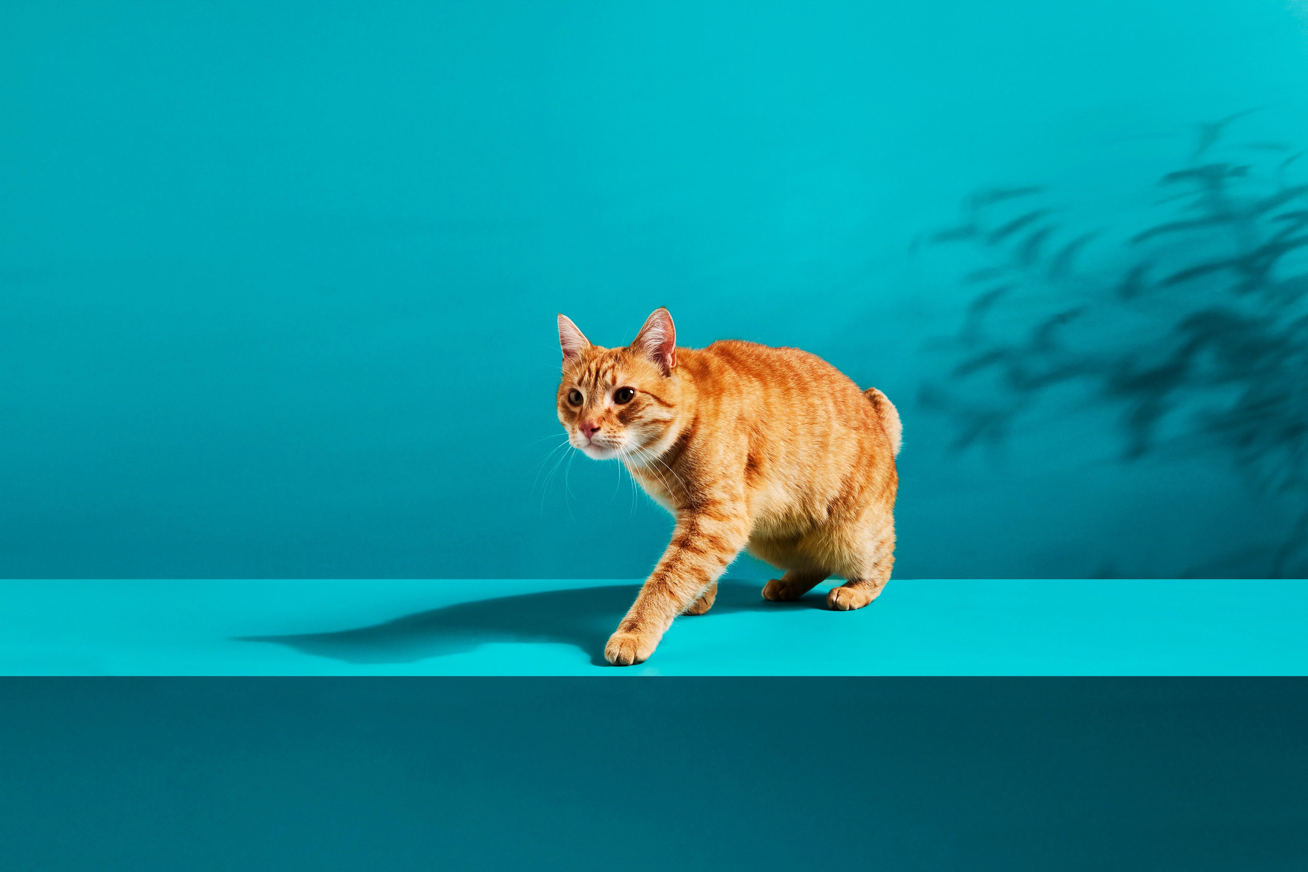 Behaviour and Mental Wellbeing | Pure Animal Wellbeing (PAW)