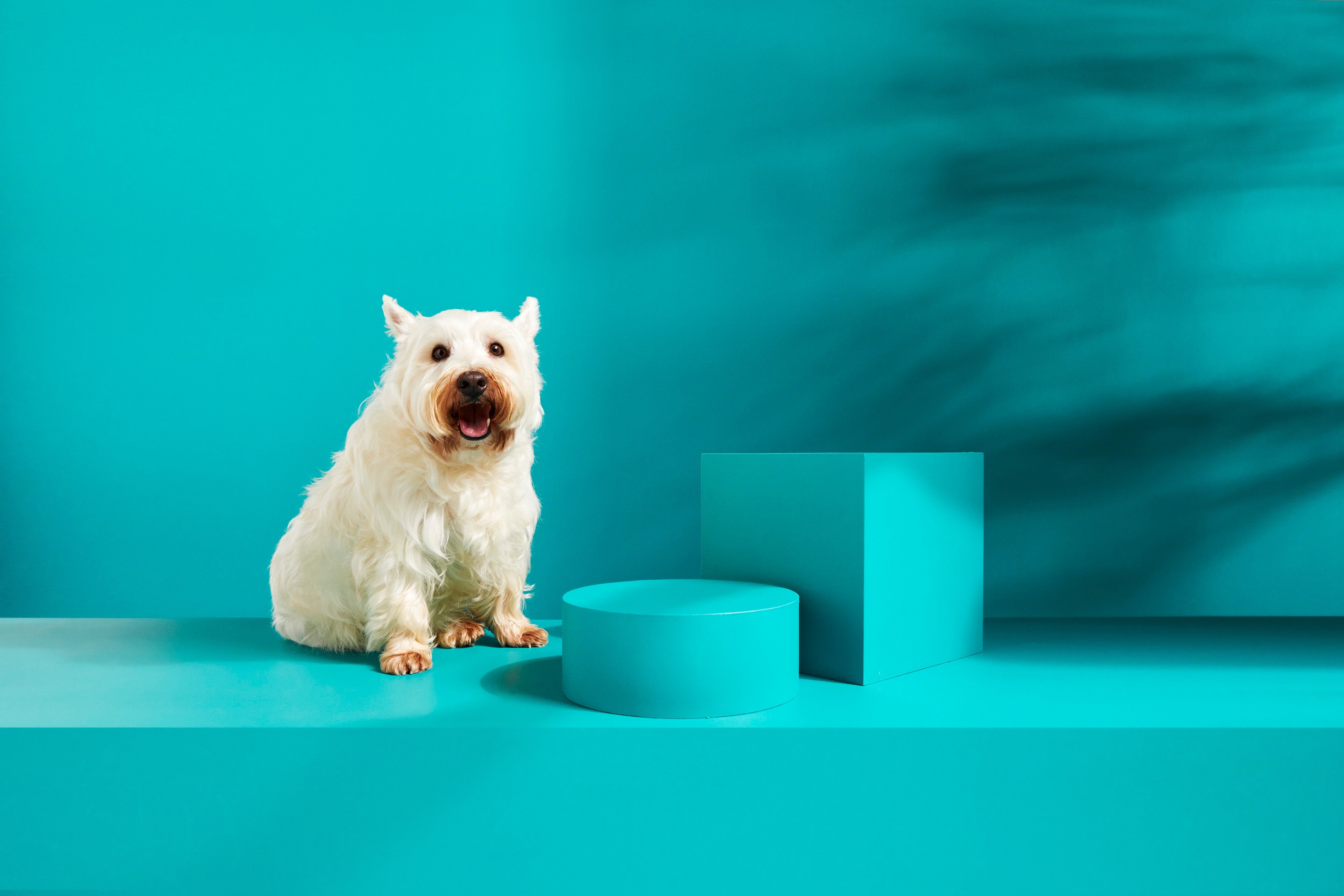 Everyday Wellness | Pure Animal Wellbeing (PAW)