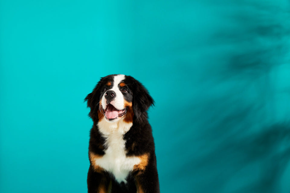 Skin and Coat Health | Pure Animal Wellbeing (PAW)