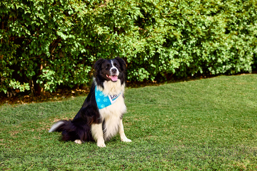 About Us | Pure Animal Wellbeing (PAW)